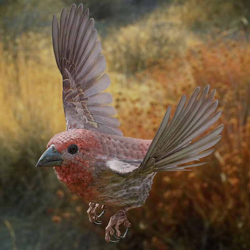 Desire FX 3d models | House finch – Blender Low-poly 3D model