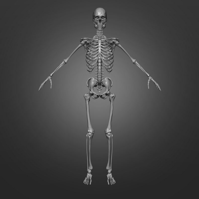 Desire FX 3d models | Human Skeleton Base Mesh Low-poly 3D model