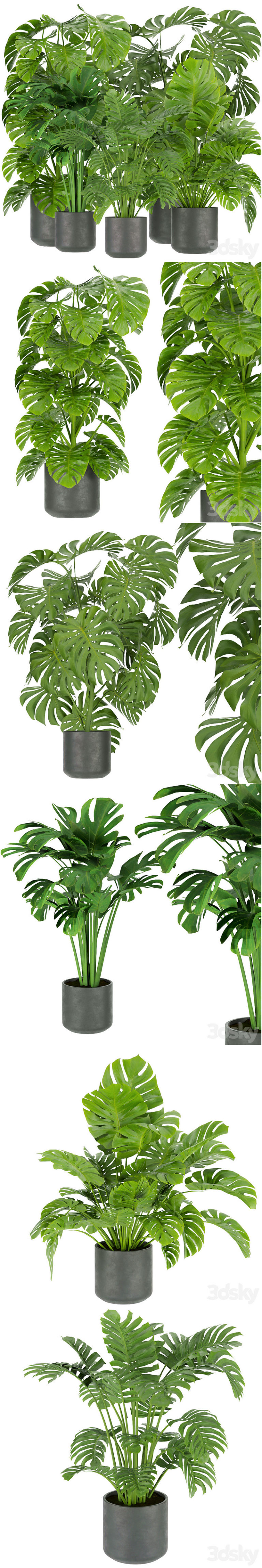 Desire FX 3d models | Collection plant vol 334 – 3D Model