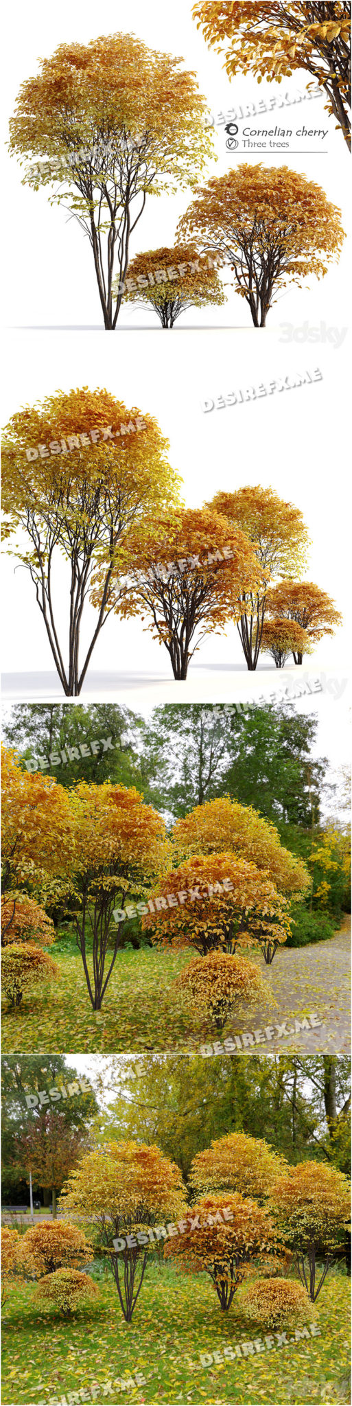 Desire FX 3d models | Cornelian cherry – 3D Model