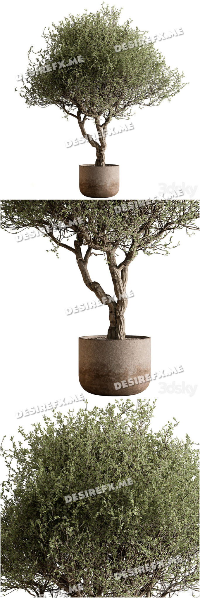 Desire FX 3d models | Outdoor Plants 594 – Tree in Pot – 3D Model