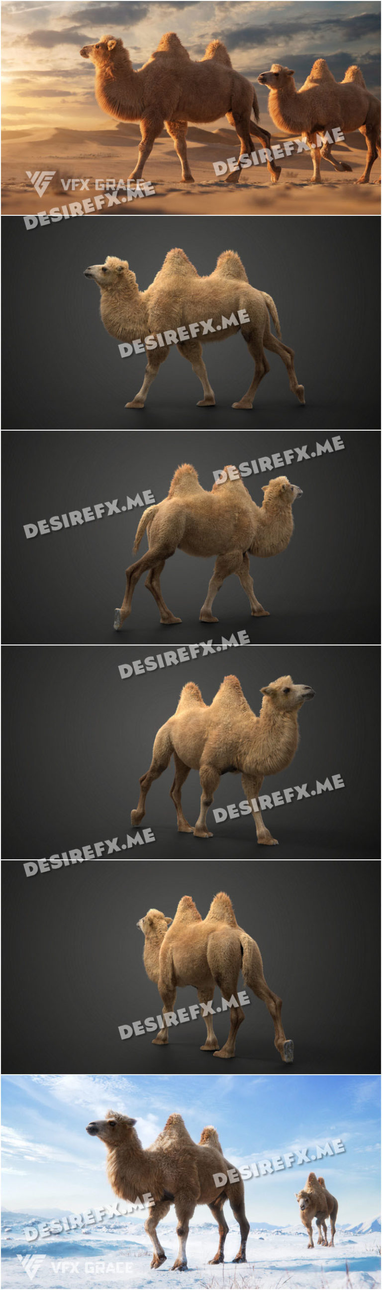 Desire FX 3d models | CG Model Bactrian Camel Animated – 3D Model