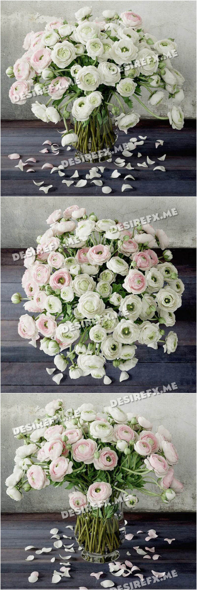 Desire FX 3d models | Ranunculus 2 Flower – 3D Model
