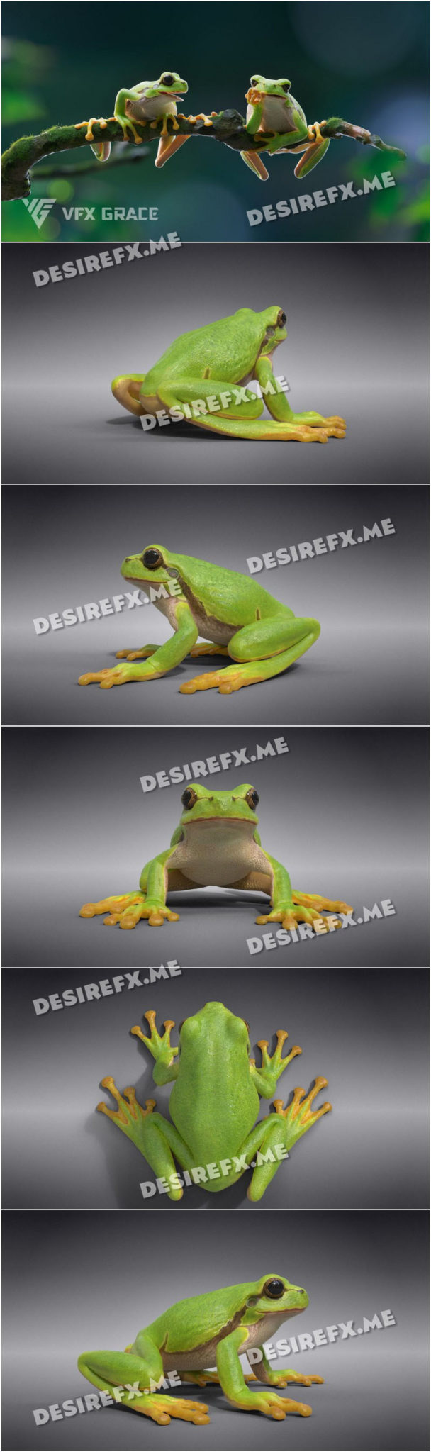 Desire FX 3d models | Tree Frog Animated VFX Grace – 3D Model