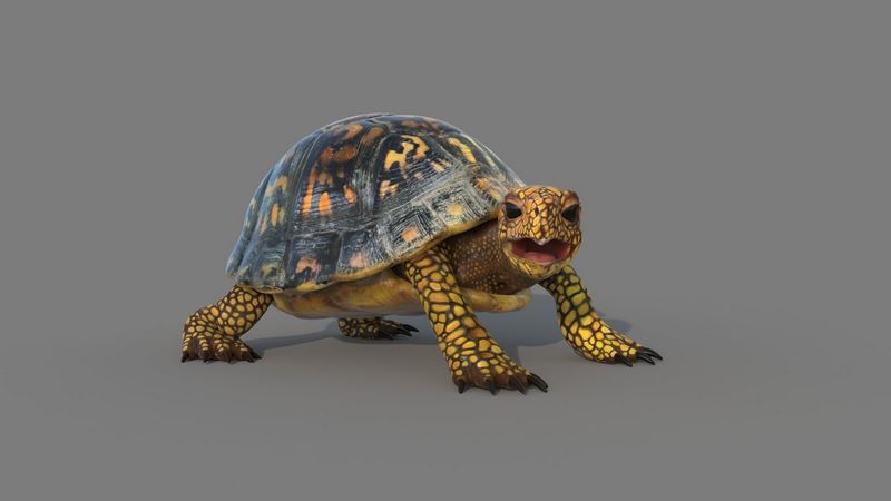 Desire FX 3d models | Turtle tortoise 3D model
