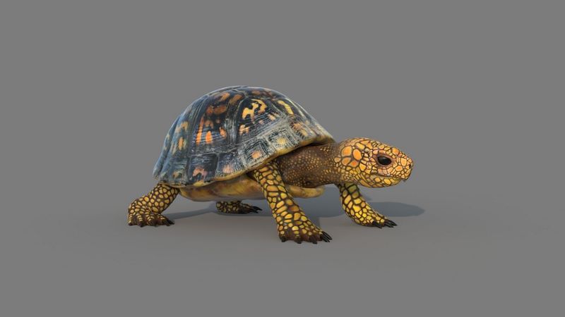 Desire FX 3d models | Turtle tortoise 3D model