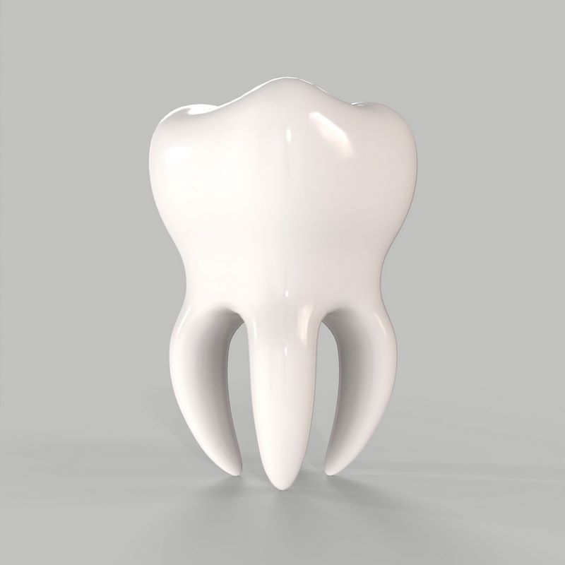 Desire FX 3d models | Medical Tooth Anatomy Section Low-poly 3D model