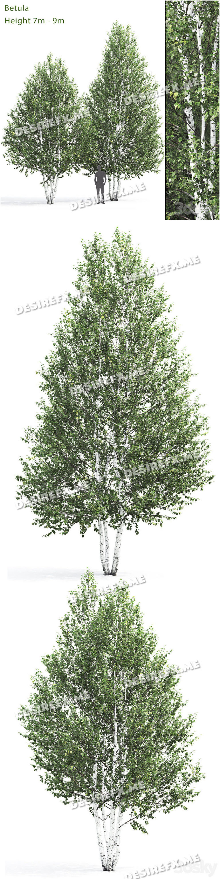 Desire FX 3d models | Birch – 3D Model