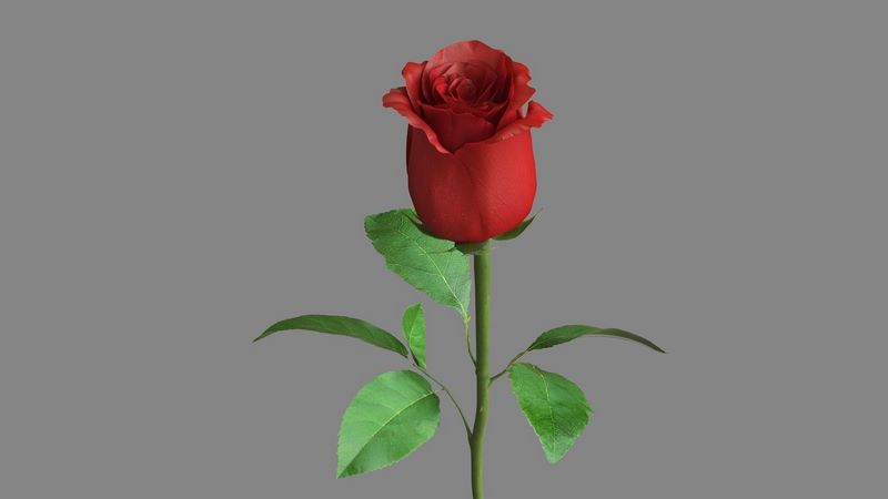 Desire FX 3d models | Red Rose 3D model
