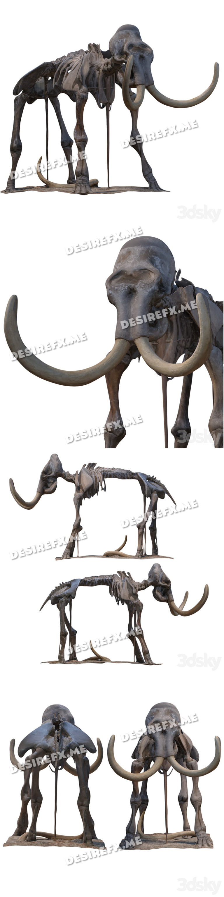 Desire FX 3d models | Mammoth skeleton – 3D Model