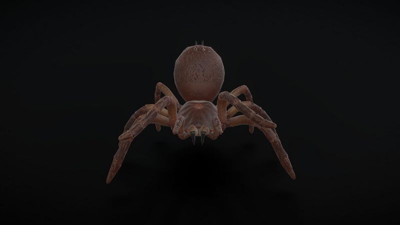 Desire FX 3d models | Goliath spider with animation Low-poly 3D model