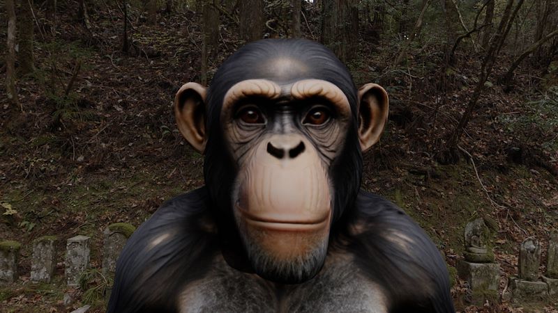 Desire FX 3d models | Chimpanzee Character – Realistic – Rigged ...