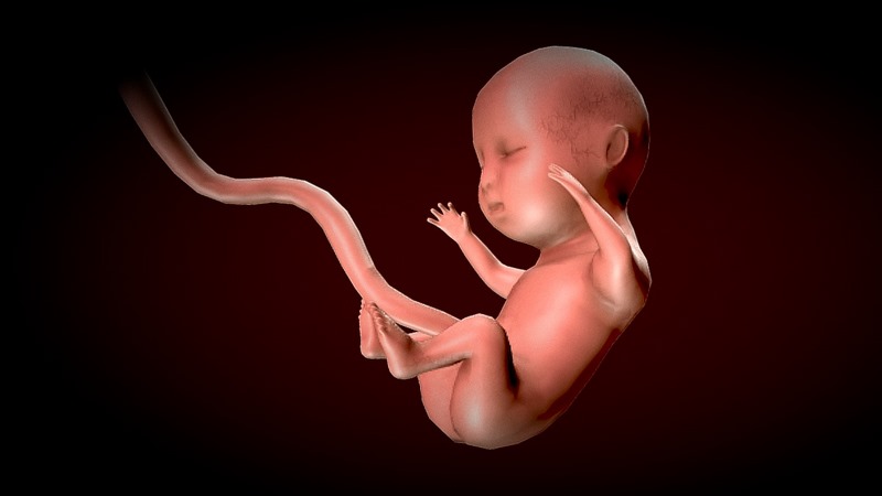 Desire FX 3d models | Human Fetus – Stages of fetal development Low ...