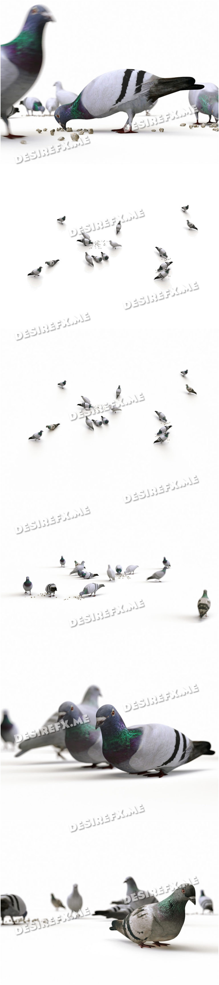Desire FX 3d models | Animated Gound Pigeons Scene – 3D Model
