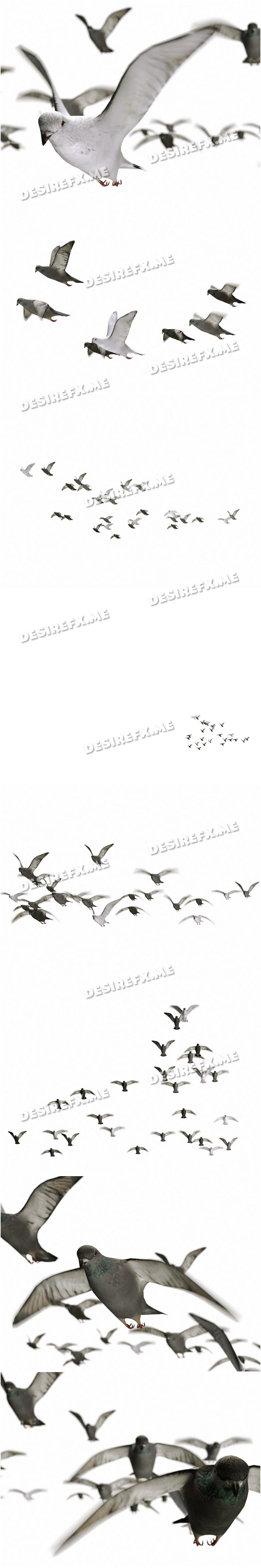 Desire FX 3d models | Scene Animated Flying Pigeons Asset – 3D Model