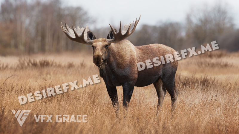 Desire FX 3d models | Moose Male Animated Blender 3D Model