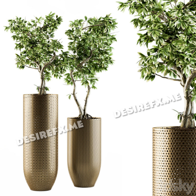 Desire FX 3d models | Indoor Plant Set 91 – bonsai ficus benjamina – 3D ...