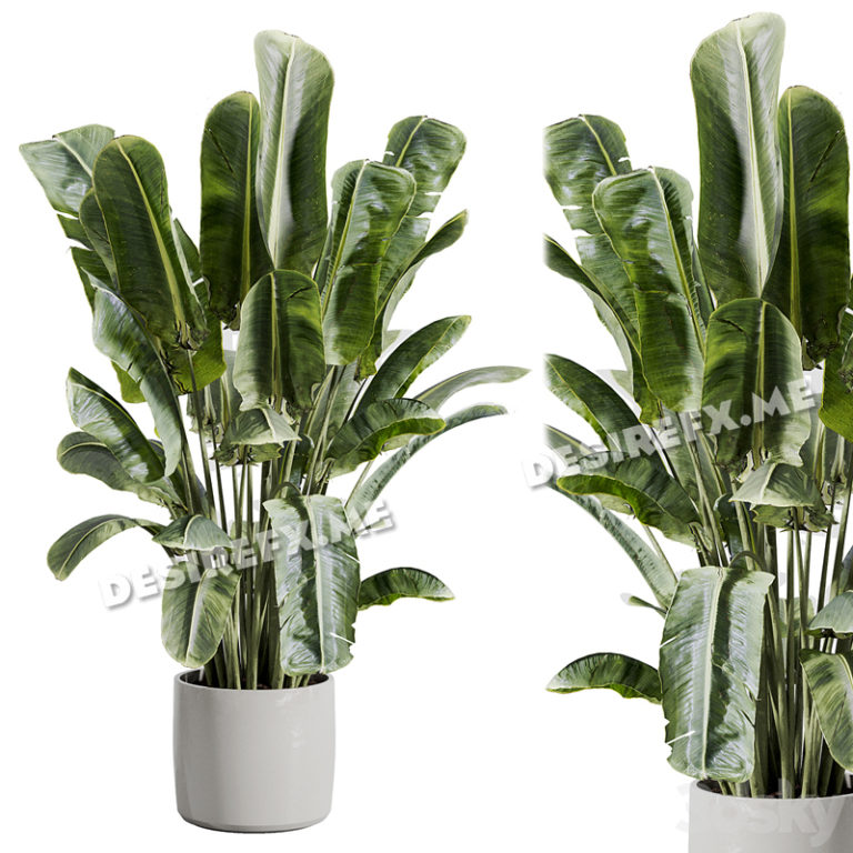 Desire FX 3d models | Indoor plant 512 – 3D Model