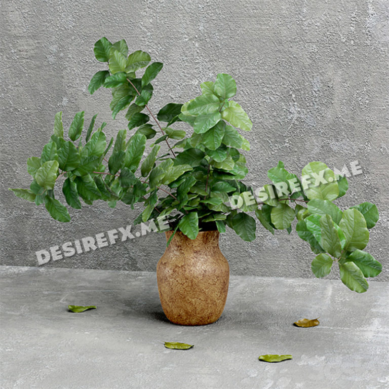 Desire FX 3d models | Plant – 3D Model