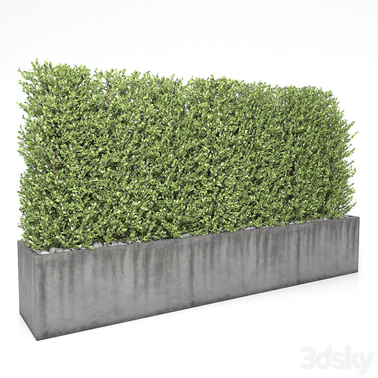 Desire FX 3d models | Boxwood – hedge 3D Model