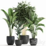 Desire FX 3d models | Collection of small plants in black pots with ...